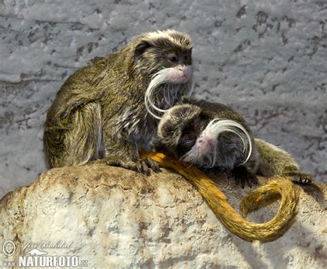 Saguinus Imperator Pictures Emperor Tamarin Images Nature Wildlife