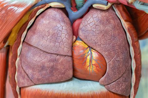 Pulmão Anatomia traqueia circulação pulmonar