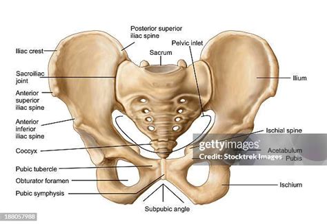 Pubic Tubercle Photos And Premium High Res Pictures Getty Images