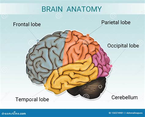 Illustrazione Di Anatomia Del Cervello Illustrazione Di Stock