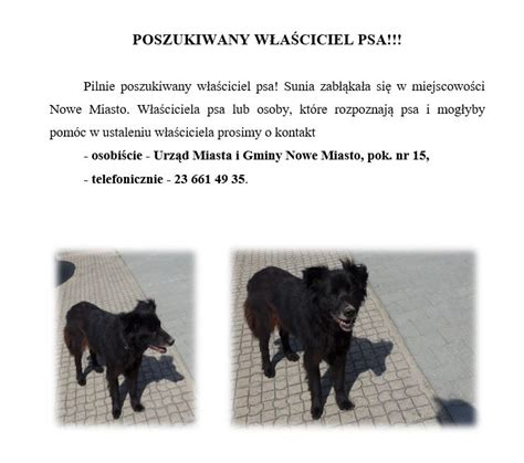 Miasto i Gmina Nowe Miasto POSZUKIWANY WŁAŚCICIEL PSA