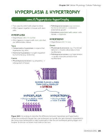 Metaplasia And Dysplasia Osmosis
