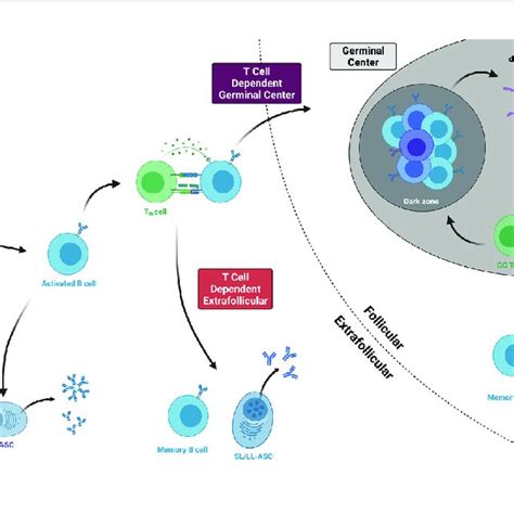 Three Main Pathways Of B Cell Activation And Differentiation Protein
