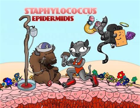 Staphylococcus Epidermidis Vídeo And Anatomía Osmosis