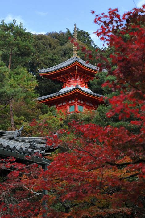京都洛東 京都紅葉事情2017 今熊野観音寺 1111 ねこづらどき