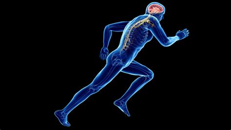 Lexercice Physique Et Le Sport Sont Bons Pour Le Cerveau Espaces