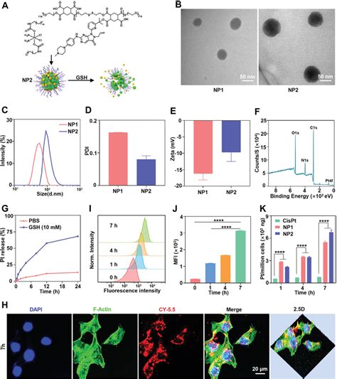 Characterization Intracellular Uptake And Location Of Np2 A