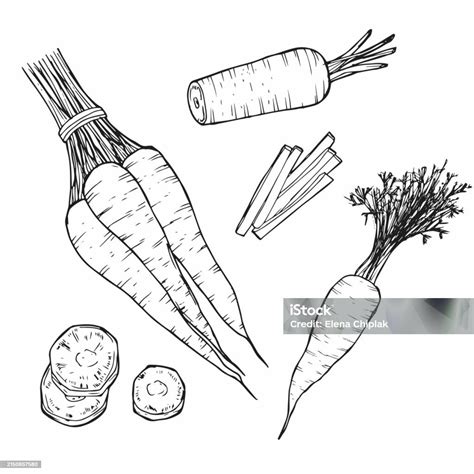 손으로 그린 스케치 윤곽선 당근 세트입니다 낙서 검은 윤곽 전체 야채와 조각 흰색 배경에 뭉치 색칠 공부 페이지 문신 패턴에 이상적 건강한 식생활에 대한 스톡 벡터 아트 및