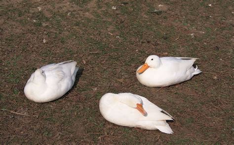 Fotos Gratis Pájaro Ala Pico Fauna Aves De Corral Dormir Tres
