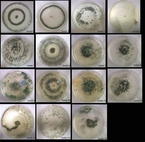 Aspects Des Colonies De Différents Isolats De Trichoderma Sp Sur Milieu