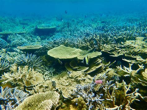 In Mauritius An Ngo Is Tracking The Sex Life Of Corals To Save Them