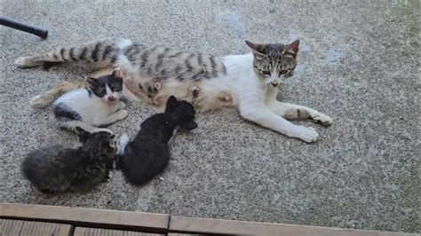 젖먹는 모습 Youtube