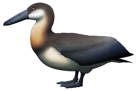 Pelagornis Dinosaur Wiki Fandom