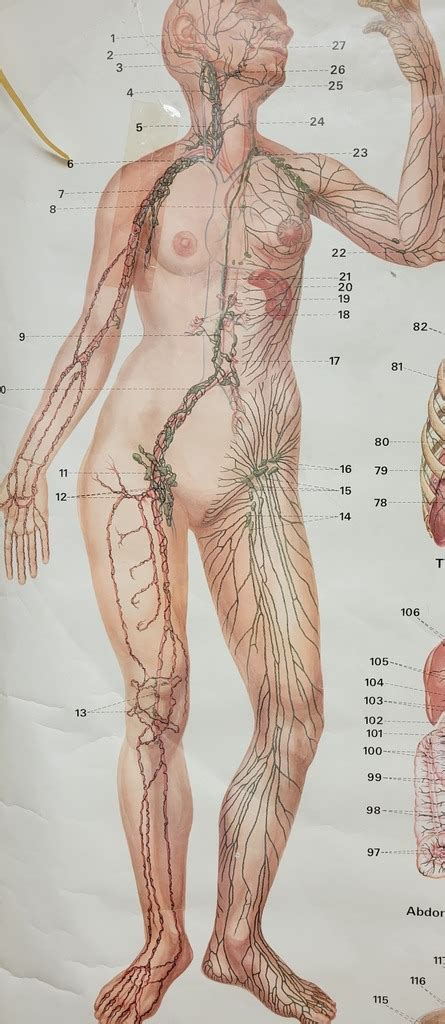 Lymphatic System Structure Diagram Quizlet