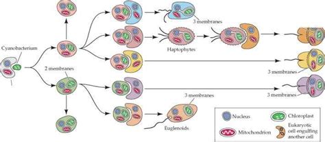 Tertiary Endosymbiosis Plasma Membrane Plasma Membrane Health