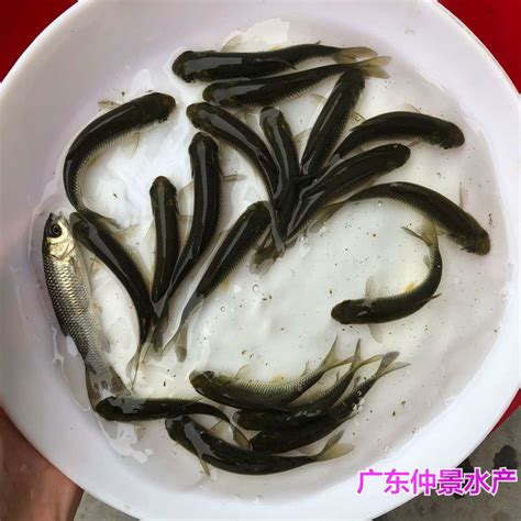 草鱼小时候长什么样子 草鱼长什么样子图片 第2页 大山谷图库