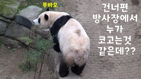에버랜드 판다 건너편 방상장에서 누가 코고는것 같은지 집중해서 귀 쫑끗하는 푸바오 러바오는 너무 귀엽게 낮잠자고