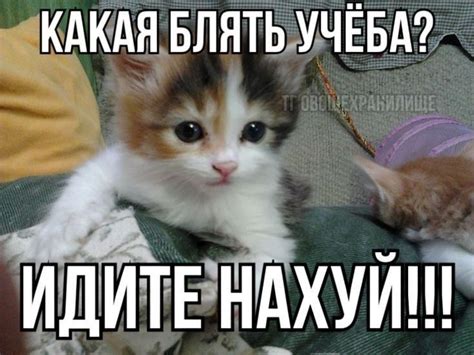 Психиатрический стационар Веселые мемы Смешные мемы Смешные детские цитаты