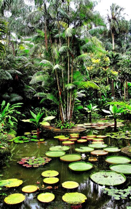 ¿por Qué Hay Que Preservar Los Jardines Botánicos