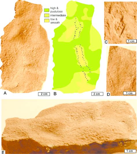 Arthropod Trace Fossils From The Grindstone Range Sandstone In Ten Mile