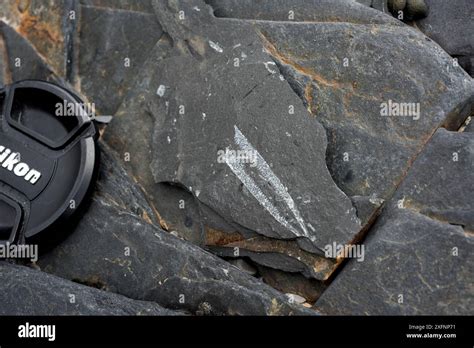 Fossil Graptolites Didymograptus Murchisoni With Lens Cap For Scale Ordovician Llanvirn Age