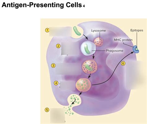 A P II Lecture Chapter 21 Lymphatic System Antigen Presenting Cells