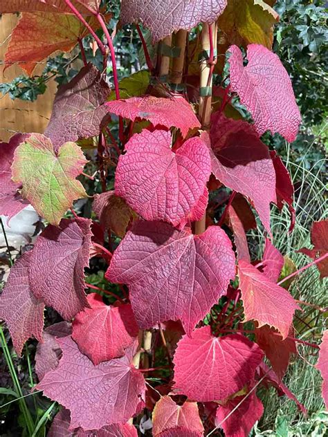 Vitis Arkiv Stångby Plantskola
