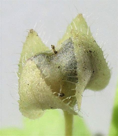 Schroeteria Decaisneana Plant Parasites Of Europe