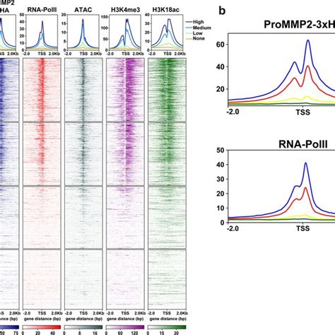 Mmp 2 Is Selectively Targeted To Transcription Start Sites Of Active