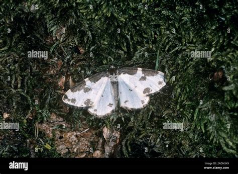 Clouded Border Moth Lamaspilis Marginata On Moss This Species Is