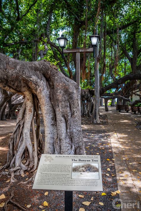 Lahaina Banyan Tree Lahaina Banyan Tree Fire Apjl
