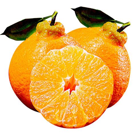 耙耙柑 丑橘  800×800