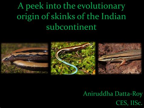A Peek Into The Evolutionary Origin Of Skinks Of The Indian