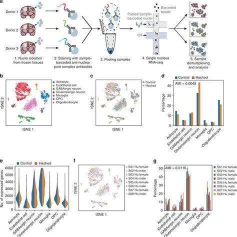 Nuclei Multiplexing Using Dna Barcoded Antibodies Targeting The Nuclear Download Scientific