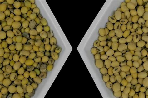 Transgenic Soybeans Hit Domestic Soybeans Scikoon Industry Co Ltd