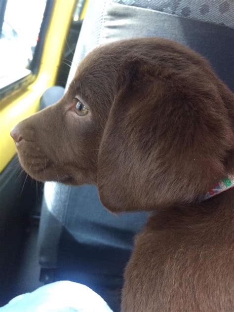 ცუცა და მისი მეგობრები Home