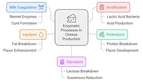 Cheesemaking Rennet Enzymes In Cheese Technology Making And The Dairy Industry