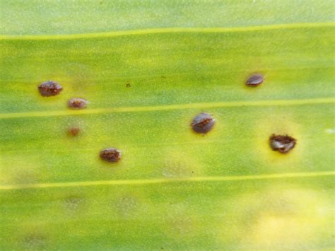 Iris Rust NatureSpot