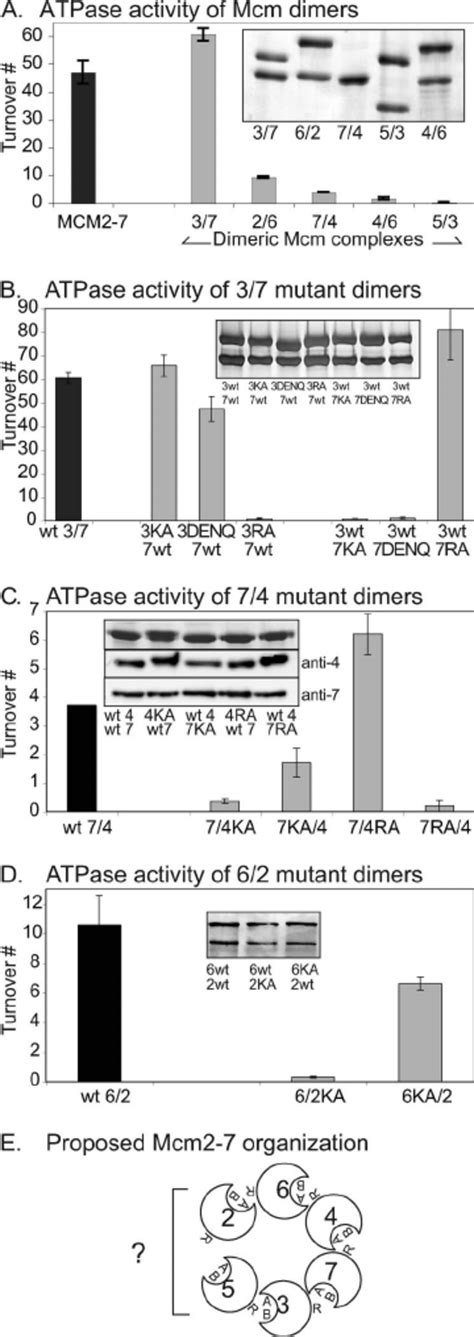 Contribution Of Atpase Motifs To Active Site Function A Atpase