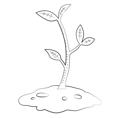 Tree Vector Canopy Oak Vector Vector Canopy Oak Png And Vector With