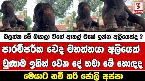 පාරම්පරික වෙද මහත්තයා අලියෙක් වුණාම ඉතින් වෙන දේ තමා මේ හොඳද Youtube