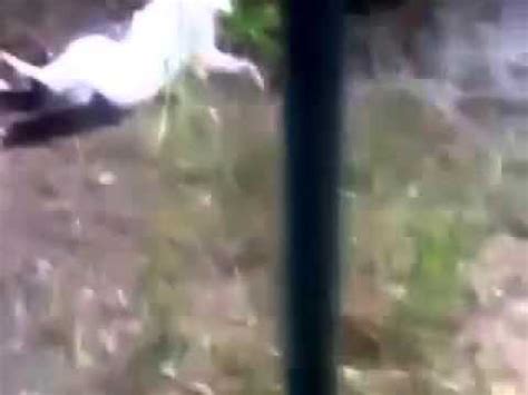 Snake Eats Cat YouTube