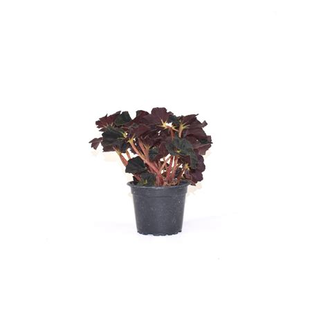 Begonia Black Fancy Dark Leaf Begonia Steves Leaves