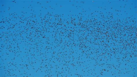 Locust Swarms Ravaging East Africa Are The Size Of Cities The Climate