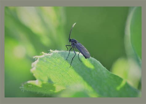 Fungus Gnat