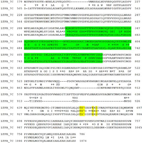 Alignment Alignment Of Of The The C Terminal C Terminal Regions Regions Download Scientific