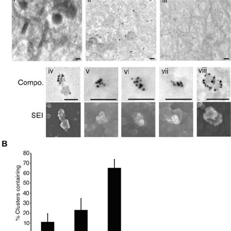 Cell Surface P Selectin Clustering Is Reduced In Cd63 Depleted Huvecs