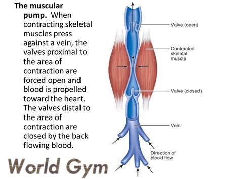 Skeletal Muscle Pump Diagram Pump Muscles Muscle Gymguider S