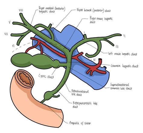 Mr Rajas Pawar On Linkedin Anatomymedic Schematic Illustration Of Intrahepatic And Extrahepatic…