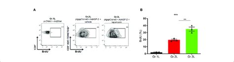 In Vivo Proliferation Of Specific CD8 T Cells Was Higher In